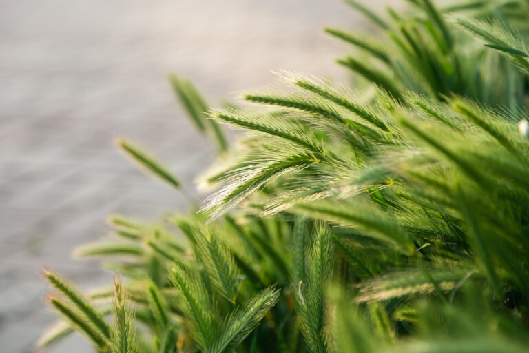 Castiglione della Pescaia e la Spiga Verde 2025 - Corriere Toscano